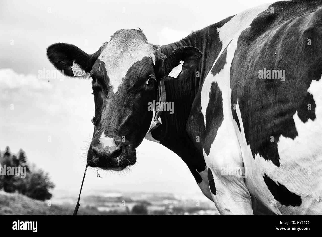 Cow in the swiss alps Stock Photo - Alamy