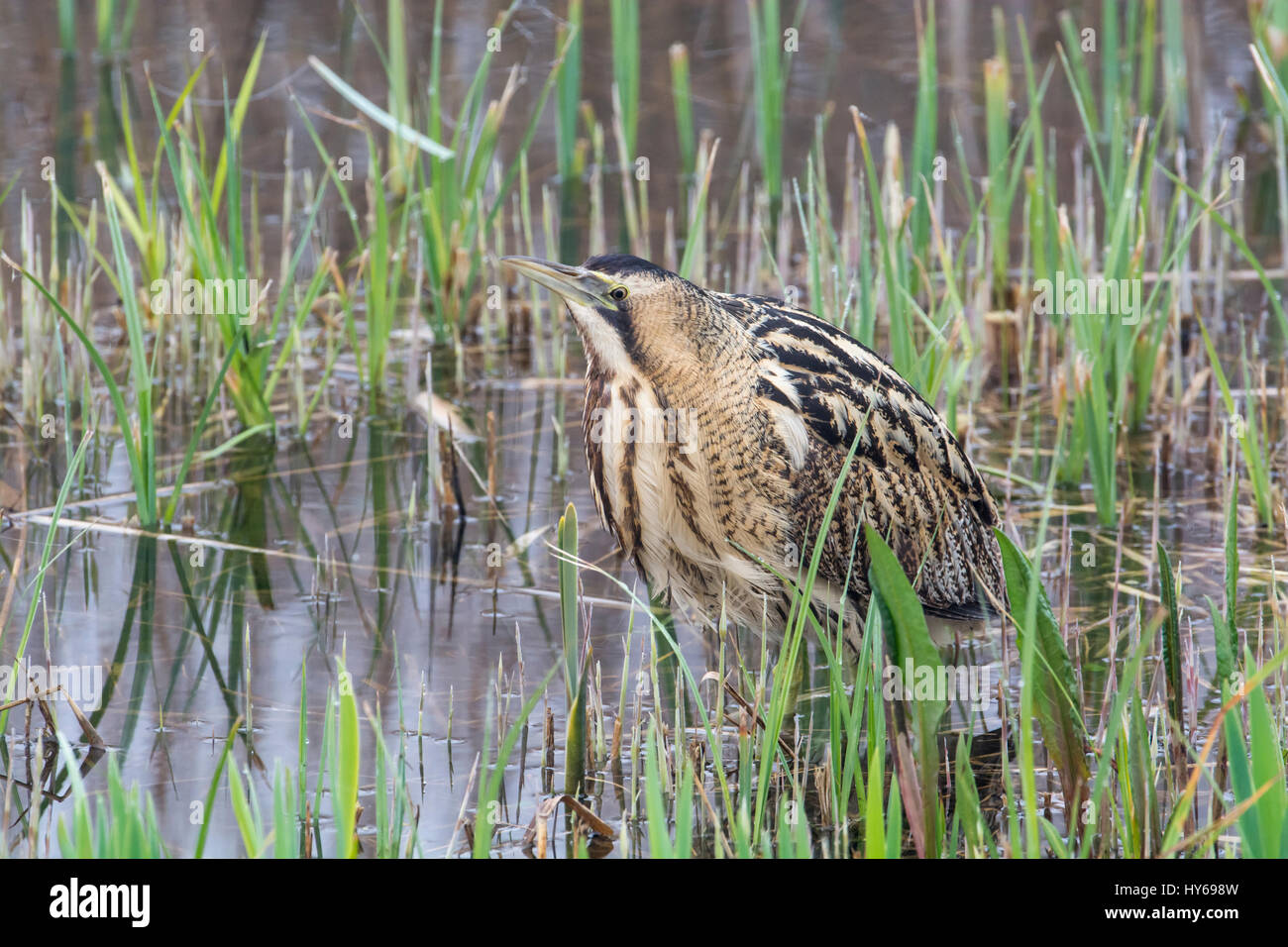 Bittern (Botaurus stellaris) at RSPB reserve, Minsmere, UK Stock Photo ...