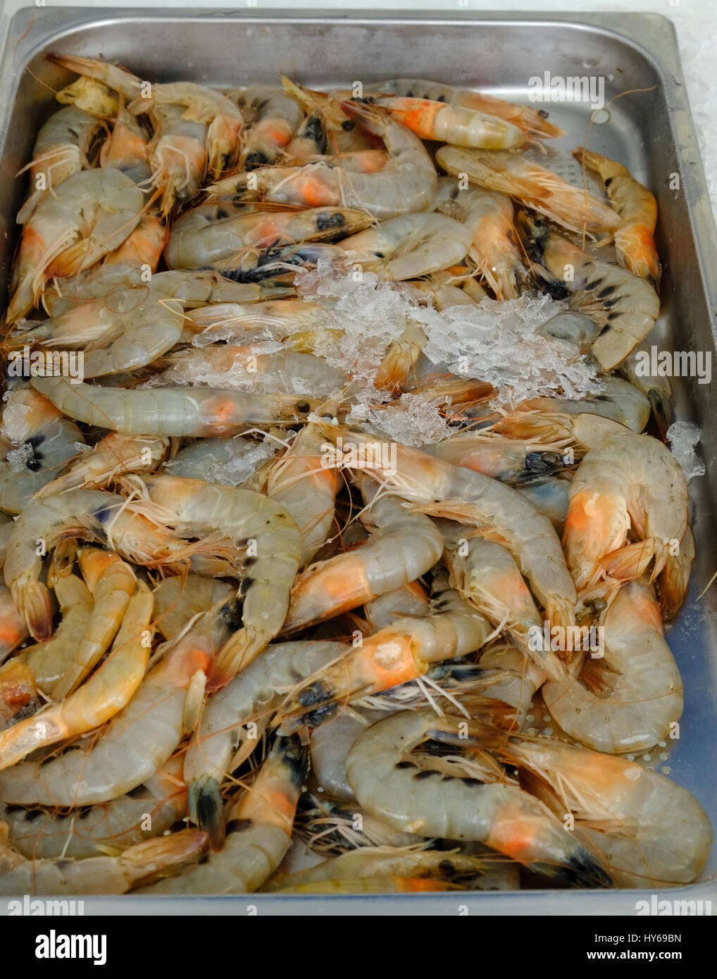 Fish species displayed hi-res stock photography and images - Alamy