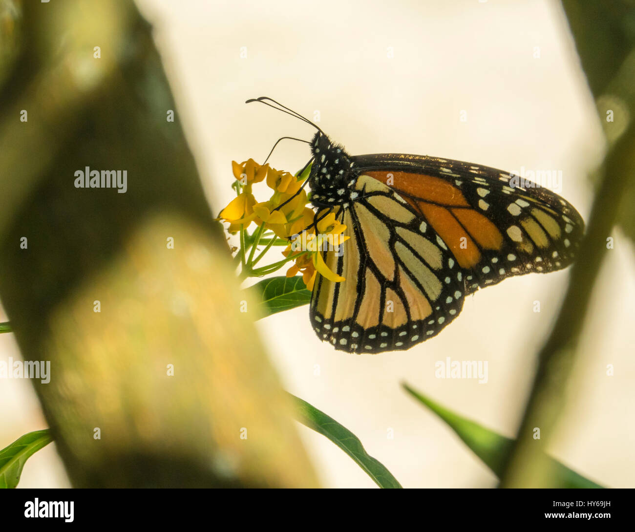 Monarch butterfly feeding on milkweed flowers Stock Photo - Alamy