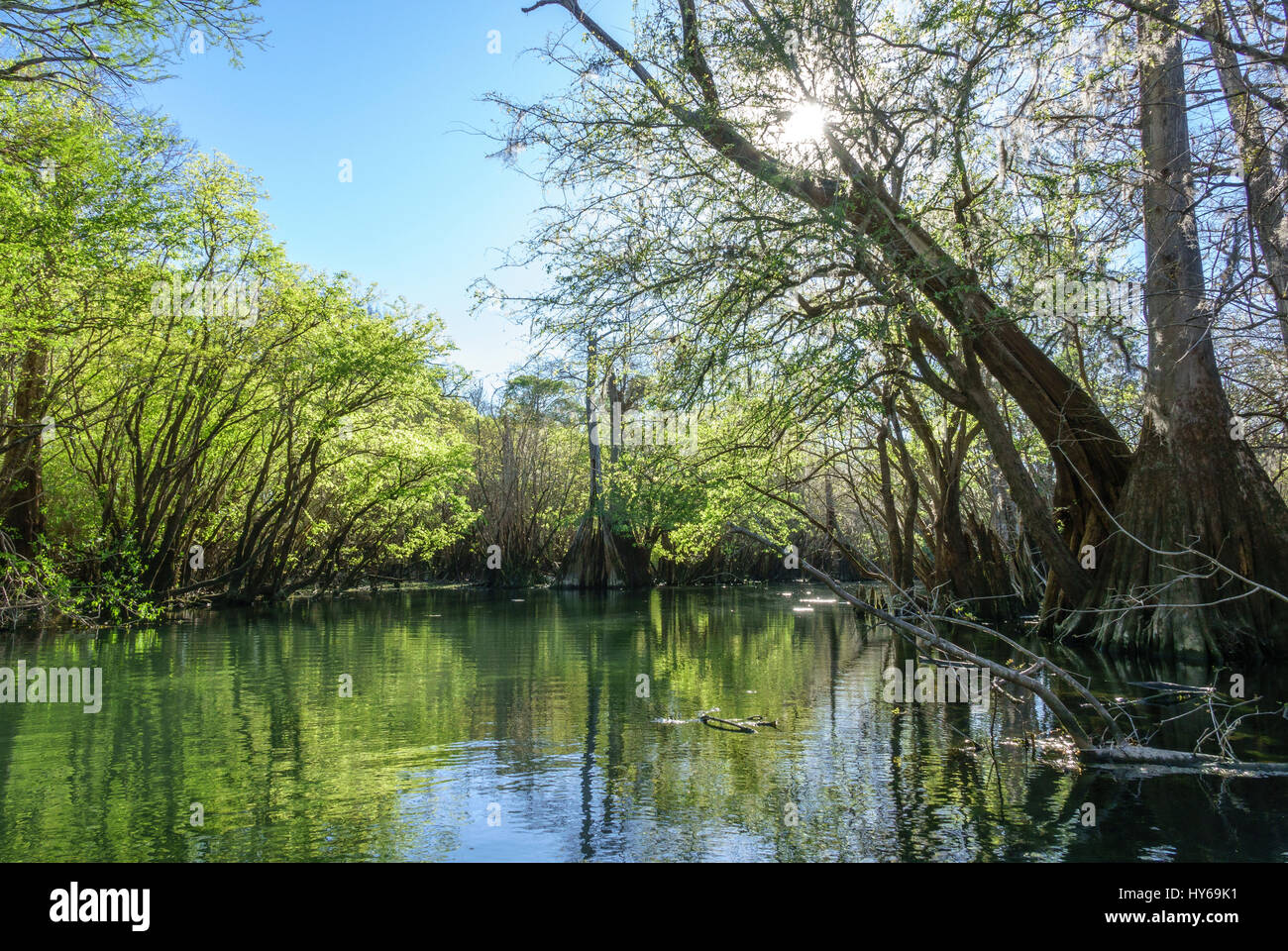 Rock Bluff Spring run on the Suwanee River, Gilchrist County florida ...