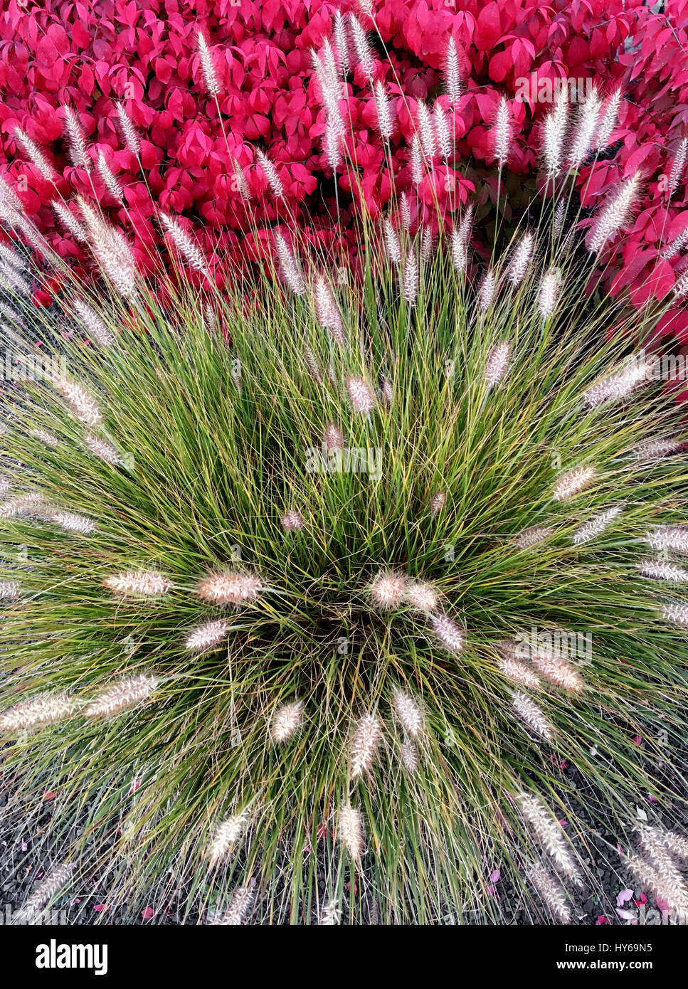Fountain Grass is one of the most popular grasses. This selection forms ...