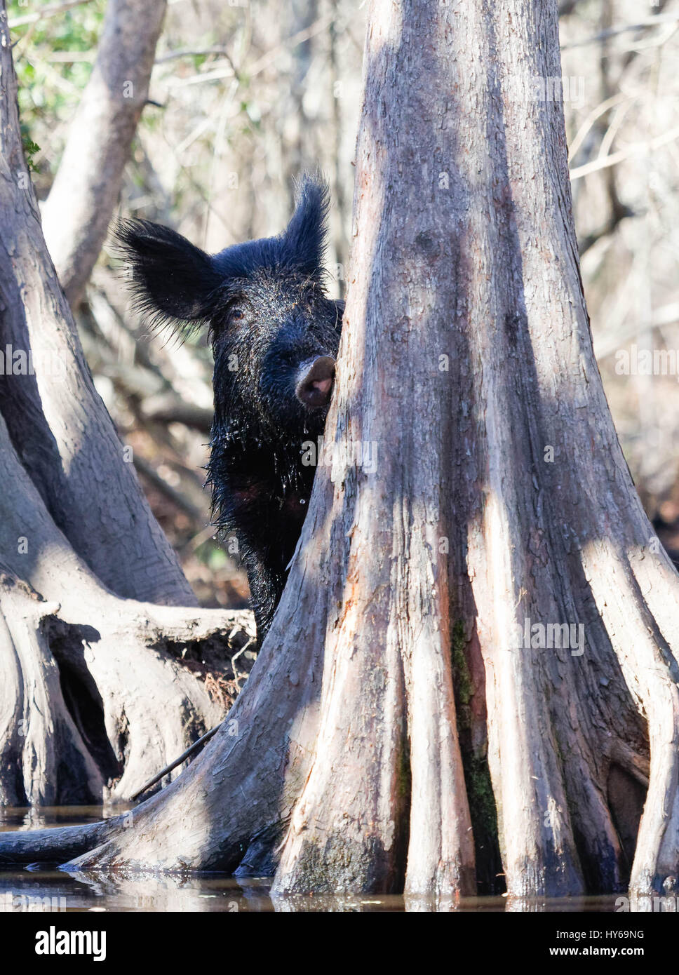 Wild hog behind mangrove tree Stock Photo - Alamy