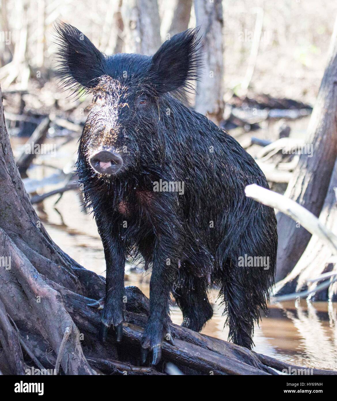 Louisianna High Resolution Stock Photography and Images - Alamy