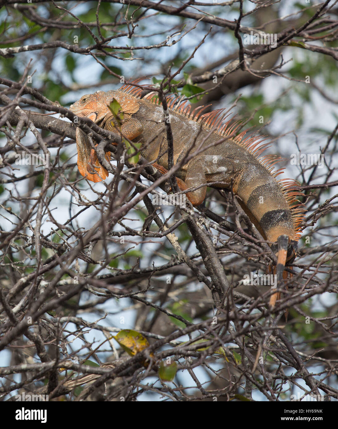 Iguana in branches tree hi-res stock photography and images - Alamy