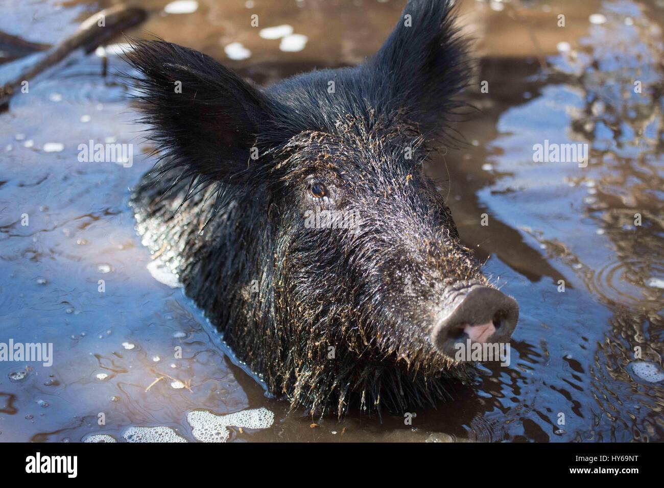 wild boar up to neck in swamp Stock Photo - Alamy