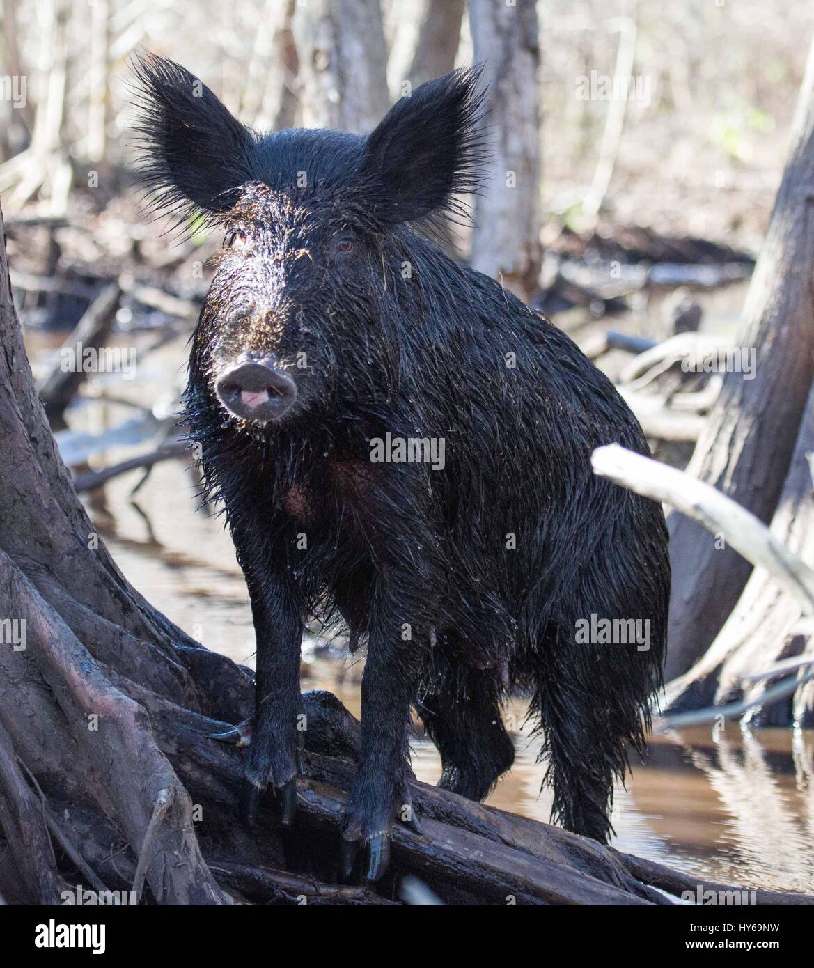 Black feral hog hi-res stock photography and images - Alamy