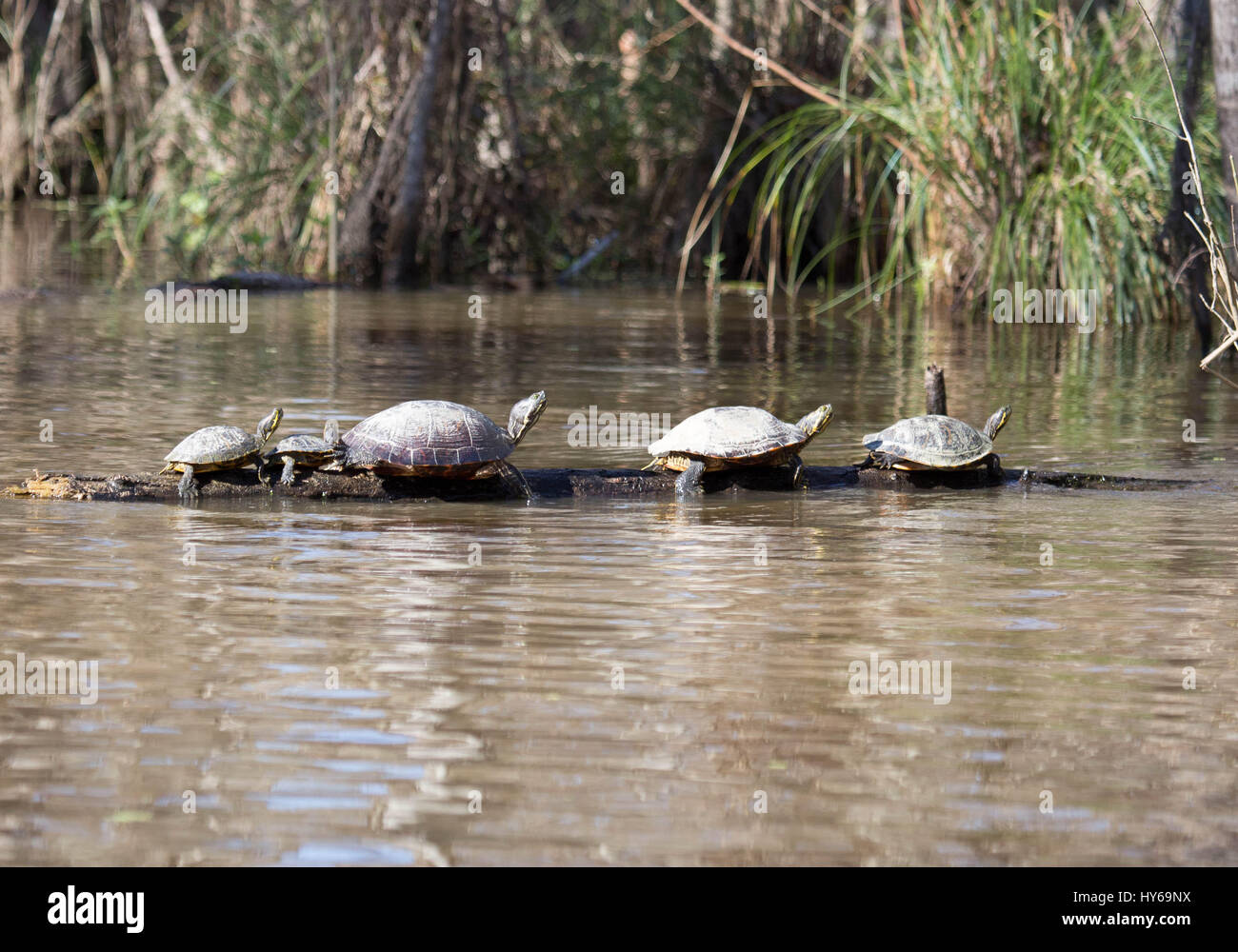American turtles basking on log Stock Photo - Alamy