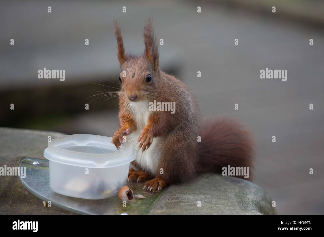 Red squirrel eating from container Stock Photo - Alamy
