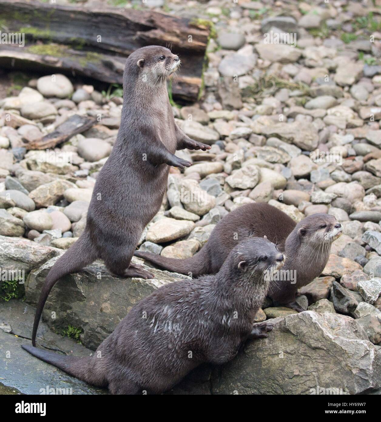 Otter standing hi-res stock photography and images - Alamy