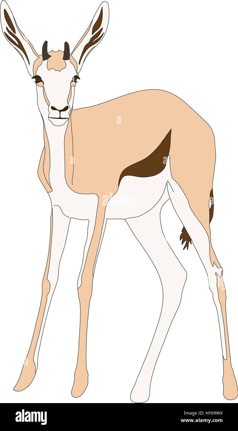 Springbok antelopes Stock Vector Images - Alamy
