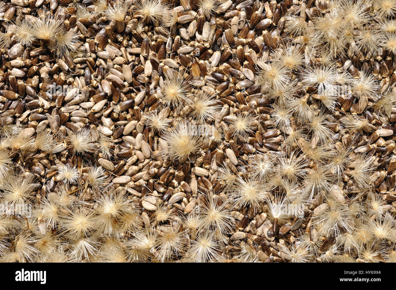 Milk thistle seeds hi-res stock photography and images - Alamy