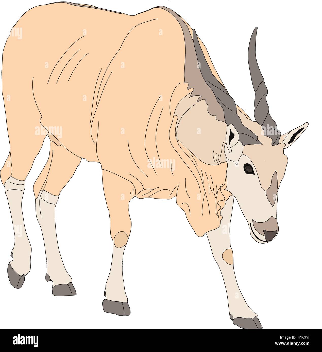 Portrait of a common eland antelope, standing Stock Vector Image & Art ...