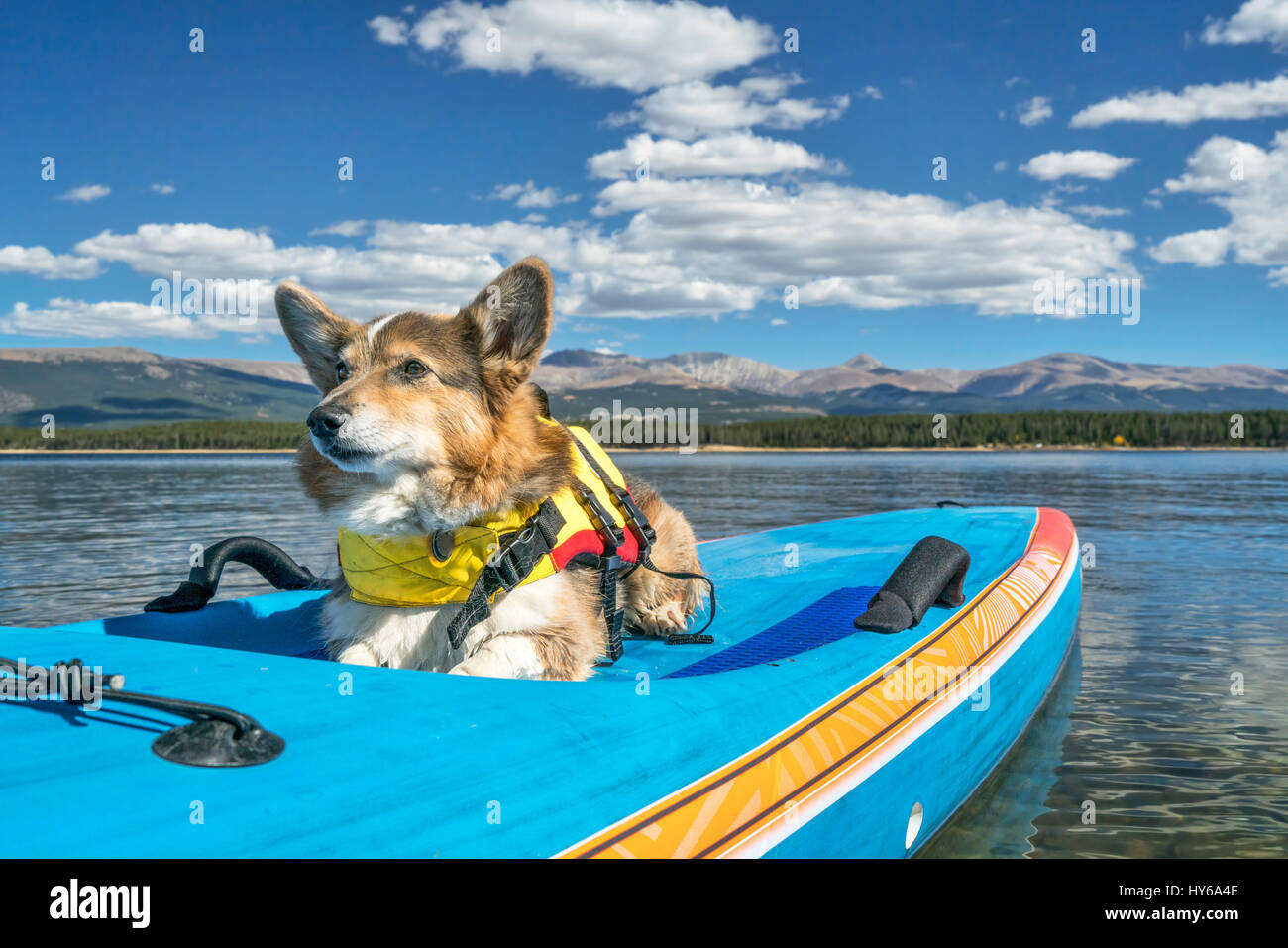 Corgi dog in a life jacket on a stand up paddling board ready for ...