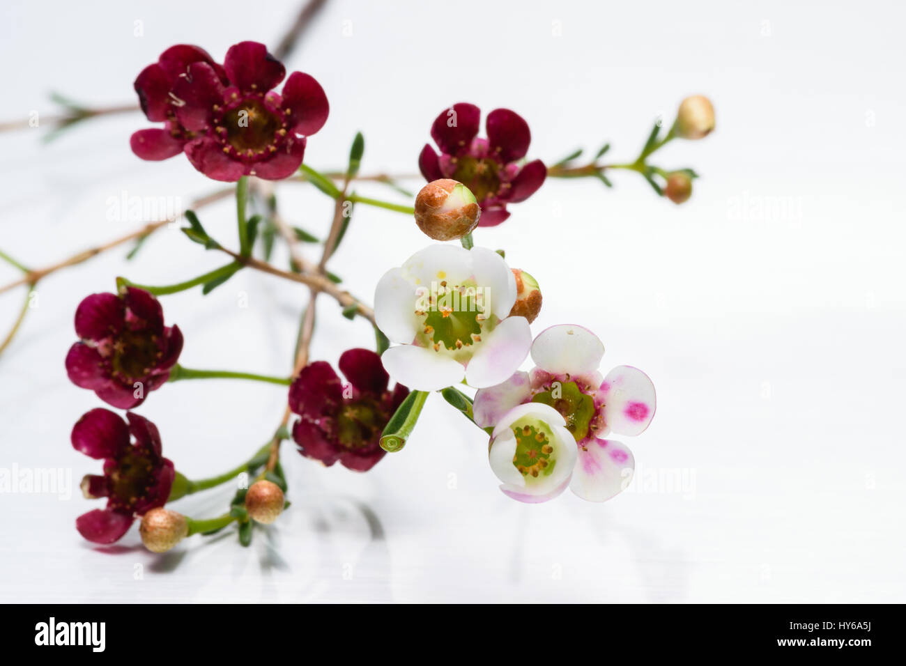 Maroon flowers hi-res stock photography and images - Alamy