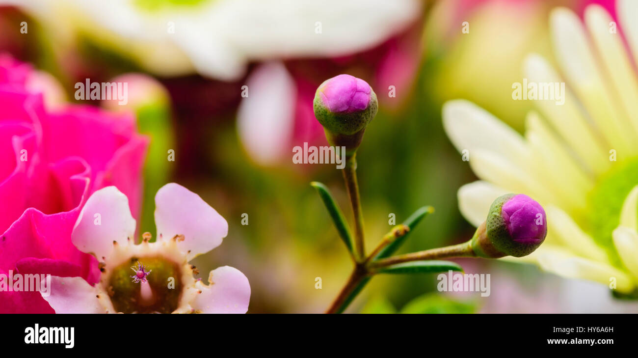 Small flower buds in a macro photo Stock Photo - Alamy
