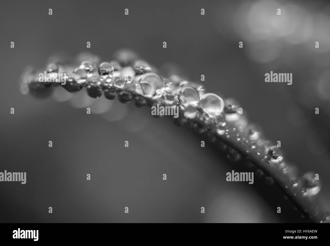 Wet close up drop mist dew fresh Black and White Stock Photos & Images ...