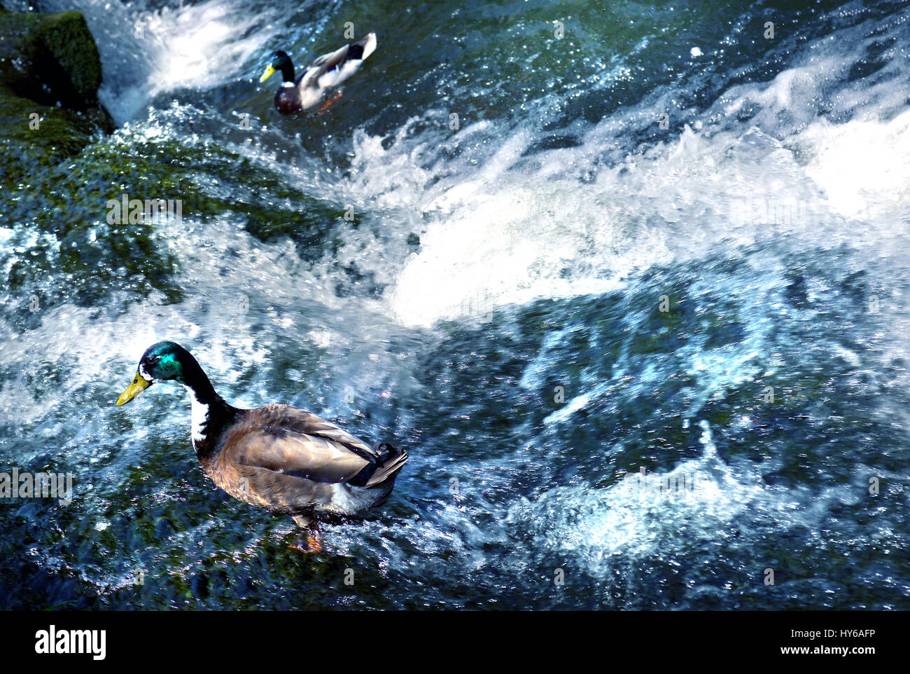 Duck in fast moving river Stock Photo - Alamy