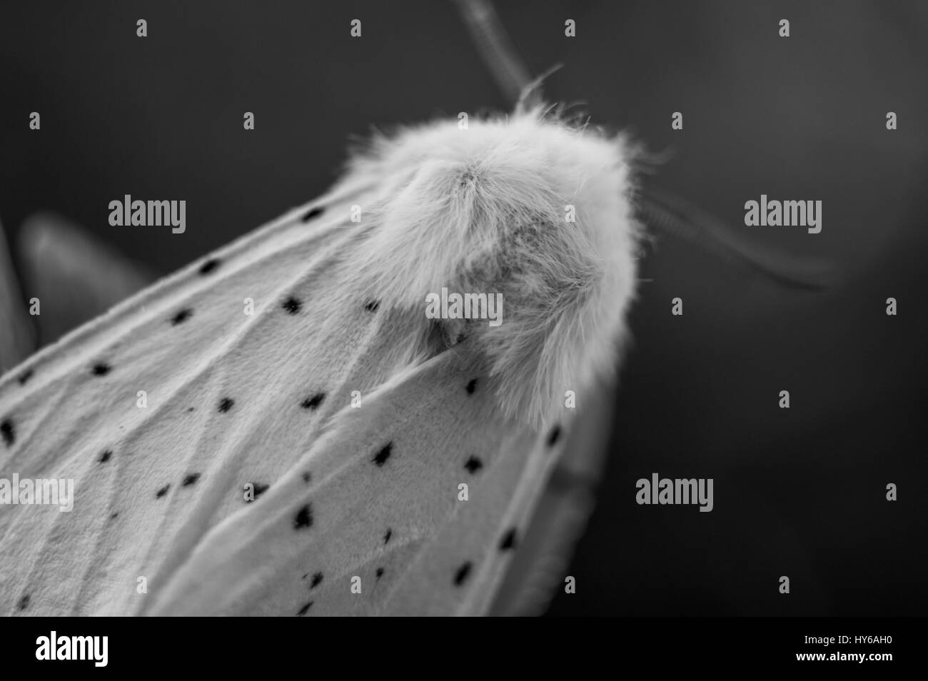 Macro of a White Ermine moth in black and white Stock Photo - Alamy