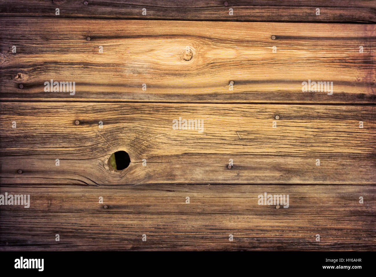 weathered grained wood of old barn wall with nails, staple and knothole ...
