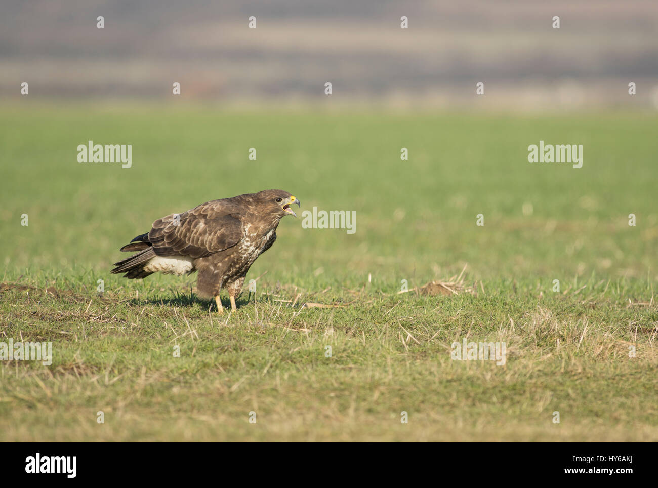 Buzzard Field High Resolution Stock Photography and Images - Alamy