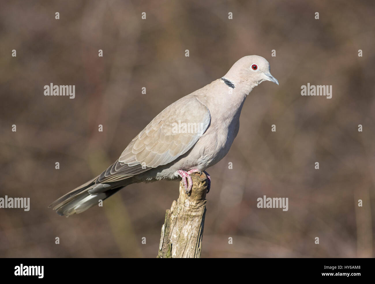Dead white dove hi-res stock photography and images - Alamy