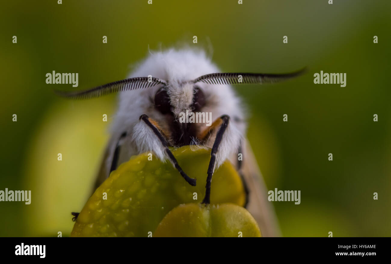 Macro of a White Ermine moth Stock Photo - Alamy