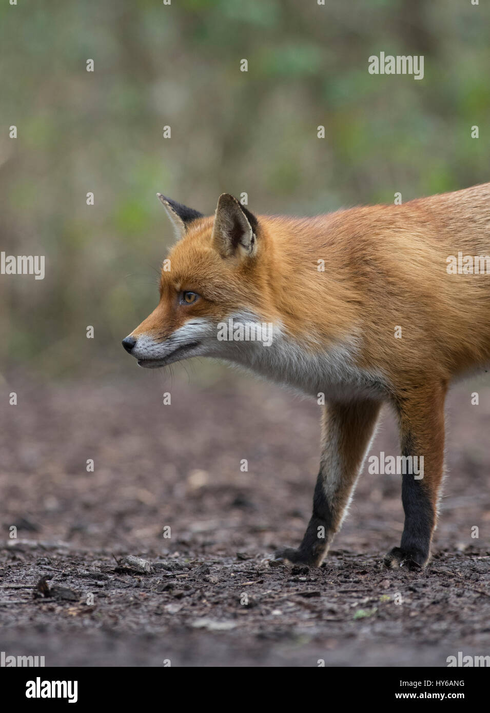 Red fox Vulpes vulpes on the scrub or woodland floor Stock Photo - Alamy