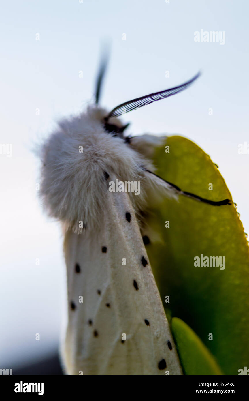 Macro of a White Ermine moth Stock Photo - Alamy