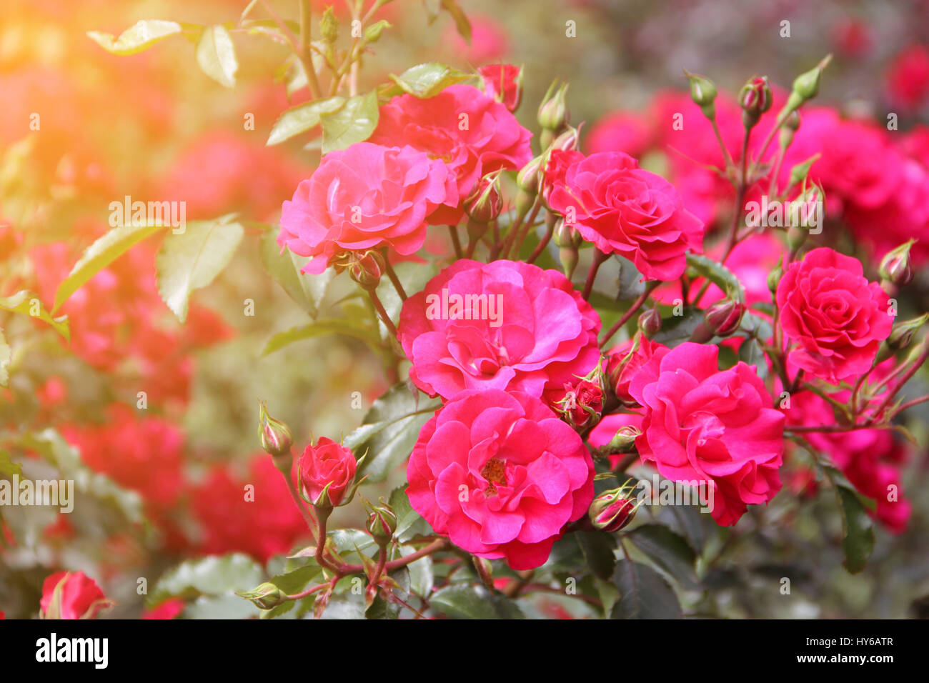 Twig with blooming pink wild rose flowers Stock Photo - Alamy
