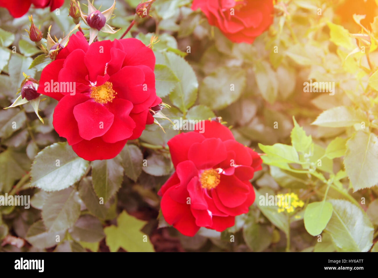 Twig with blooming pink wild rose flowers Stock Photo - Alamy