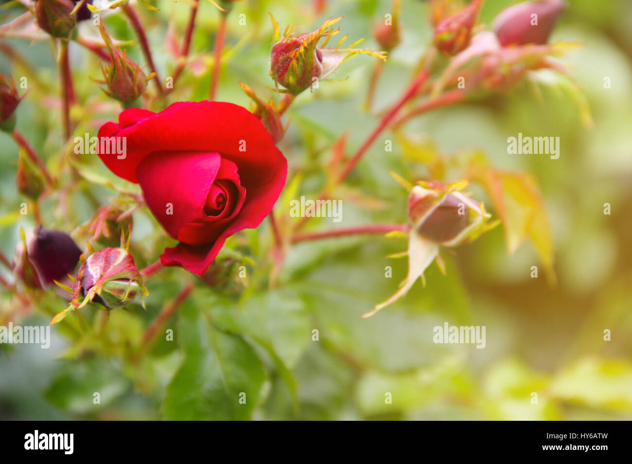 Twig with blooming pink wild rose flowers Stock Photo - Alamy