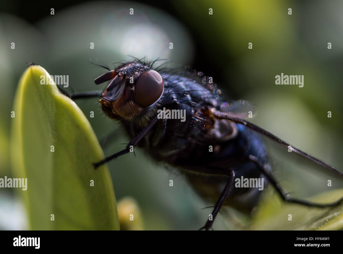 Extreme close up face fly hi-res stock photography and images - Alamy