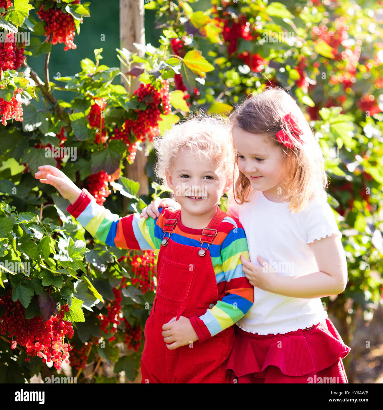 Little girl and boy picking fresh ripe berry from red currant bush in ...