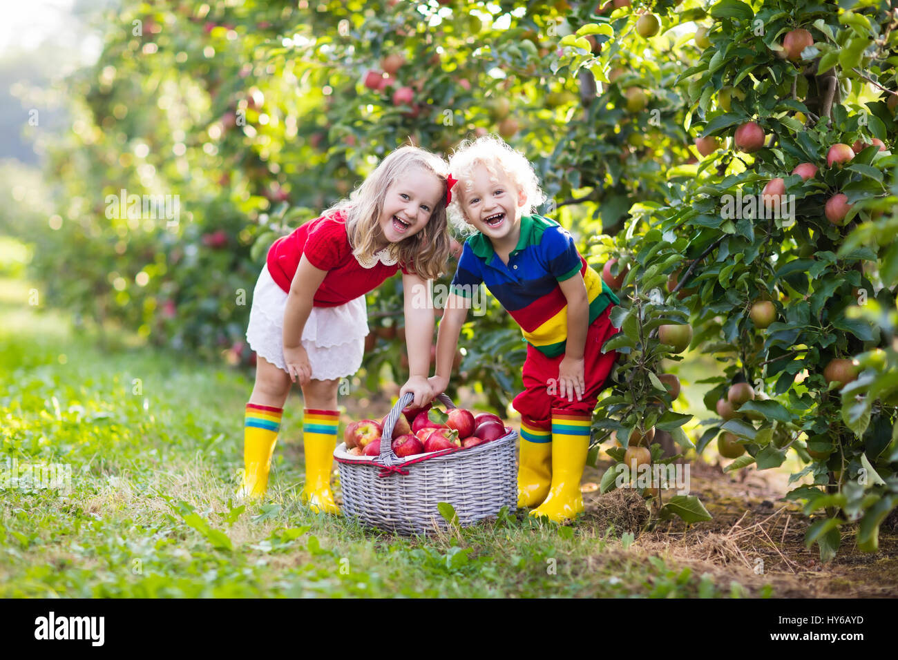 Child picking apples on a farm in autumn. Little girl and boy playing ...