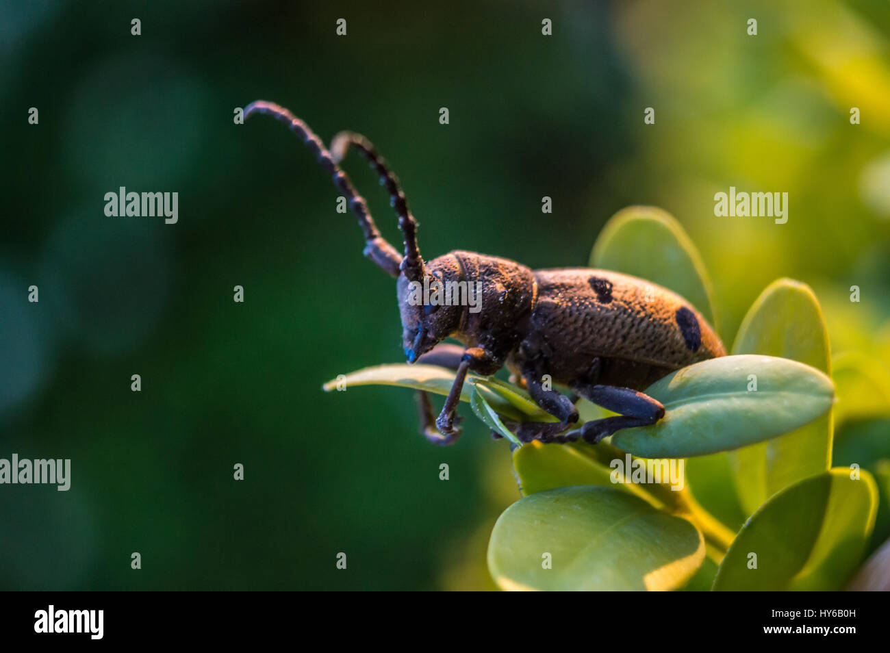 Brown beetle on leaf macro shot in color Stock Photo - Alamy