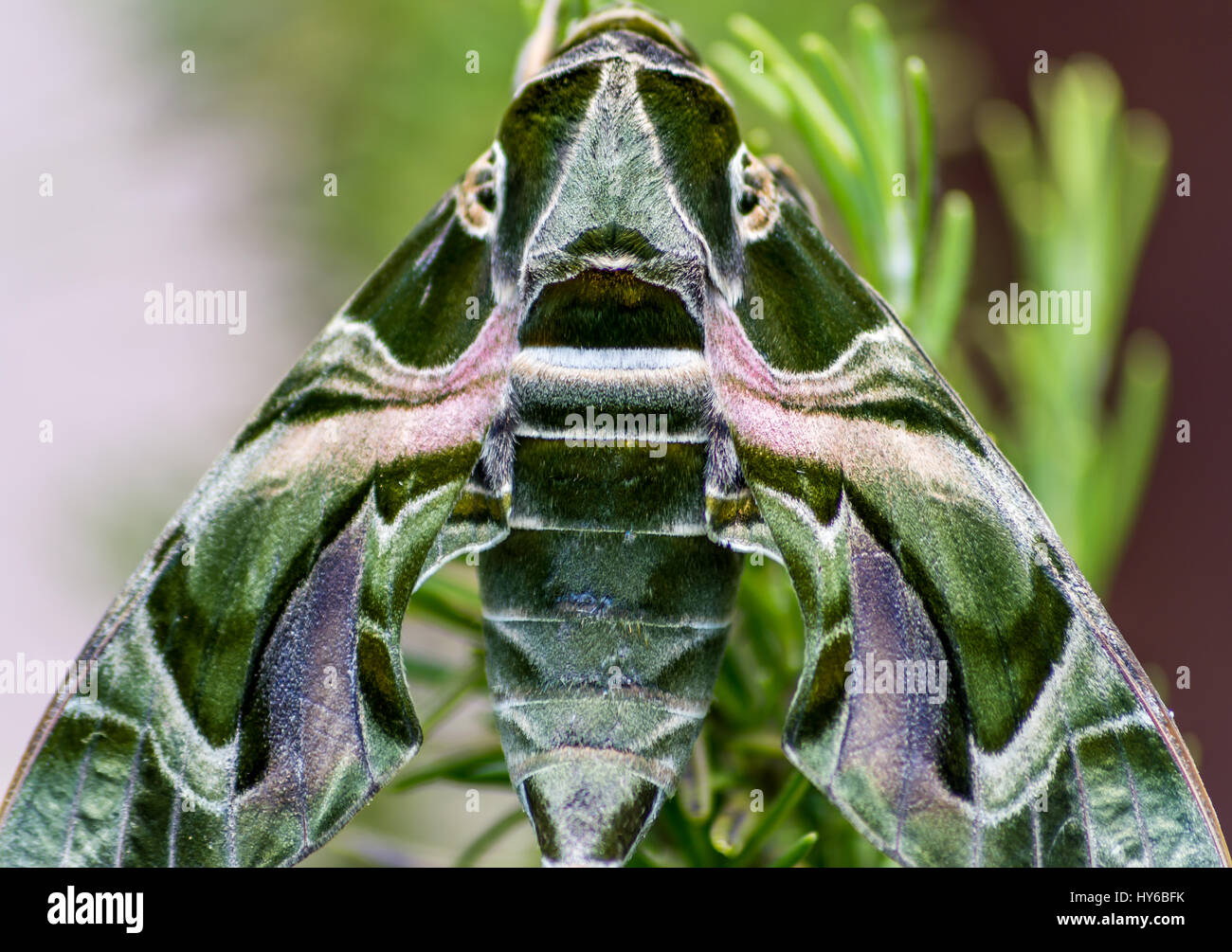 Oleander hawk moth hi-res stock photography and images - Alamy