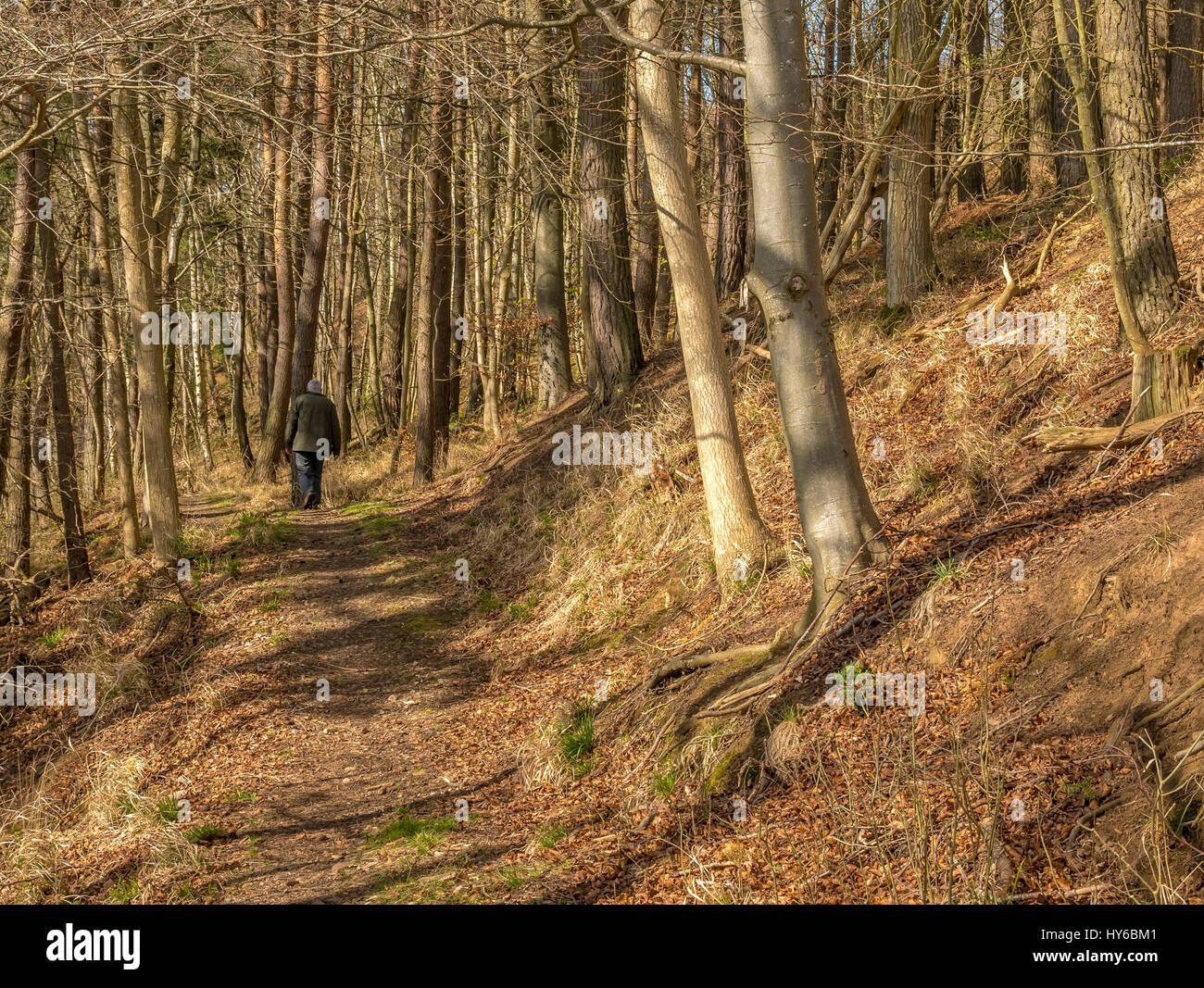 Man walking on core path between Gifford and Bolton, in woodland on ...