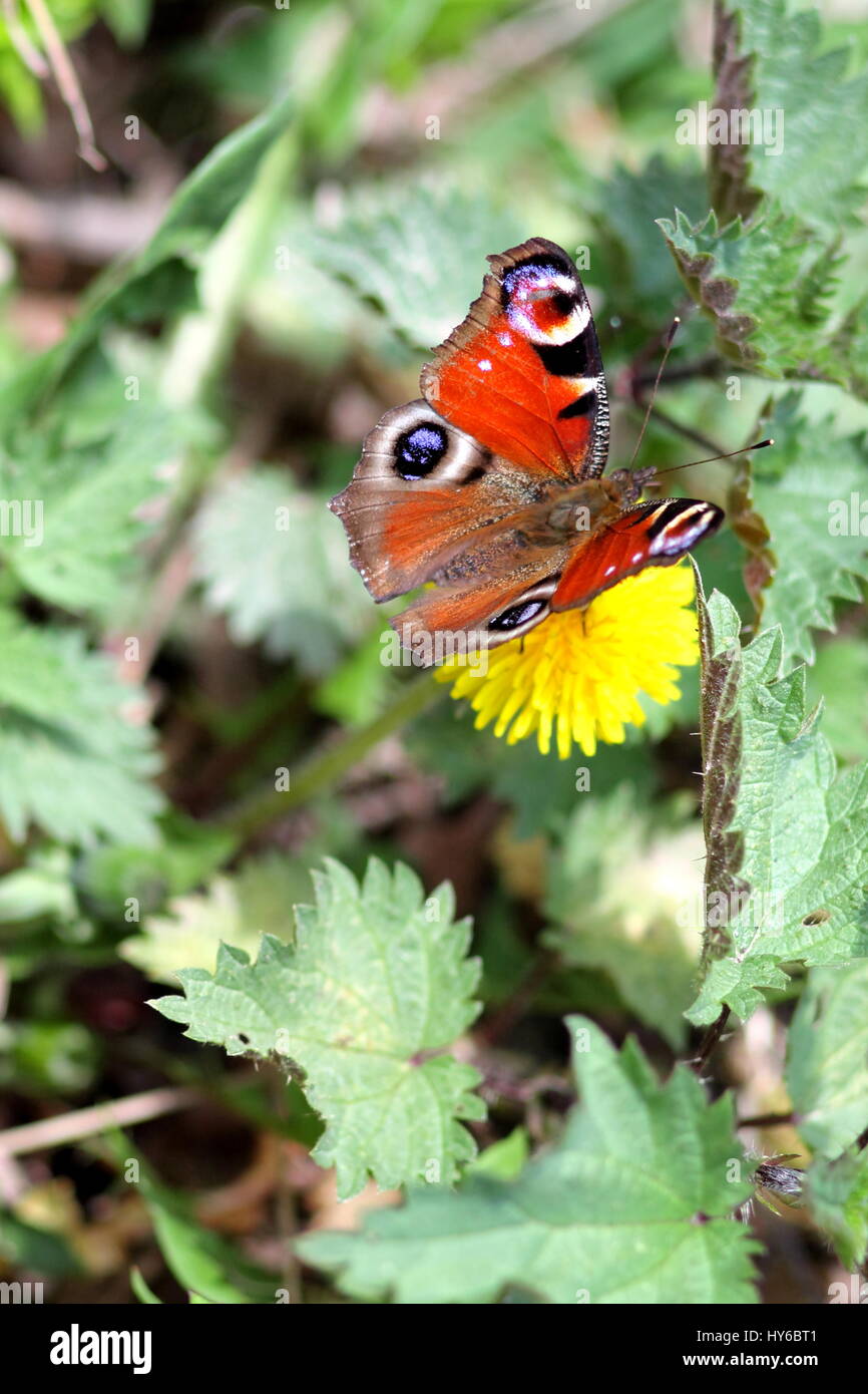 Nettles butterfly hi-res stock photography and images - Alamy