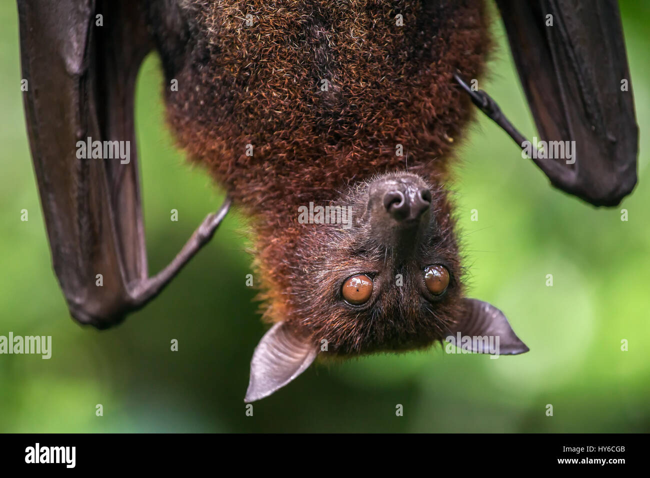 Malayan flying fox fruit hi-res stock photography and images - Alamy