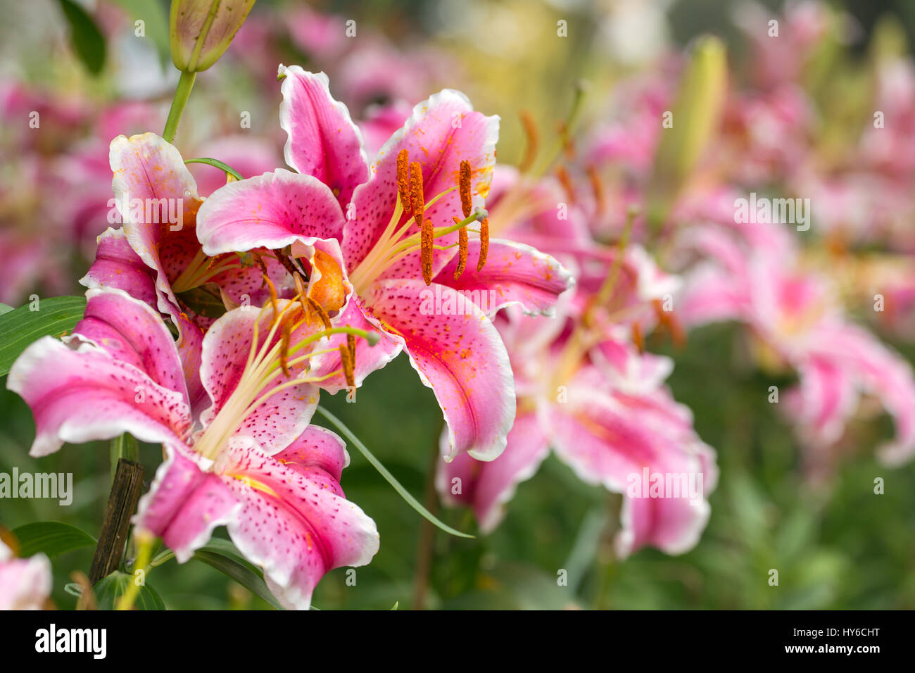 Pink Asiatic lily flower in the garden Stock Photo - Alamy