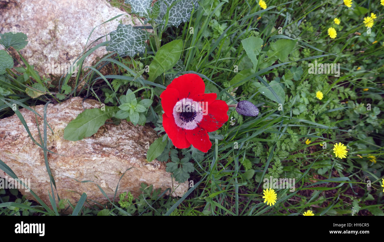 Red anemone flower Jezreel Valley Israel Stock Photo - Alamy
