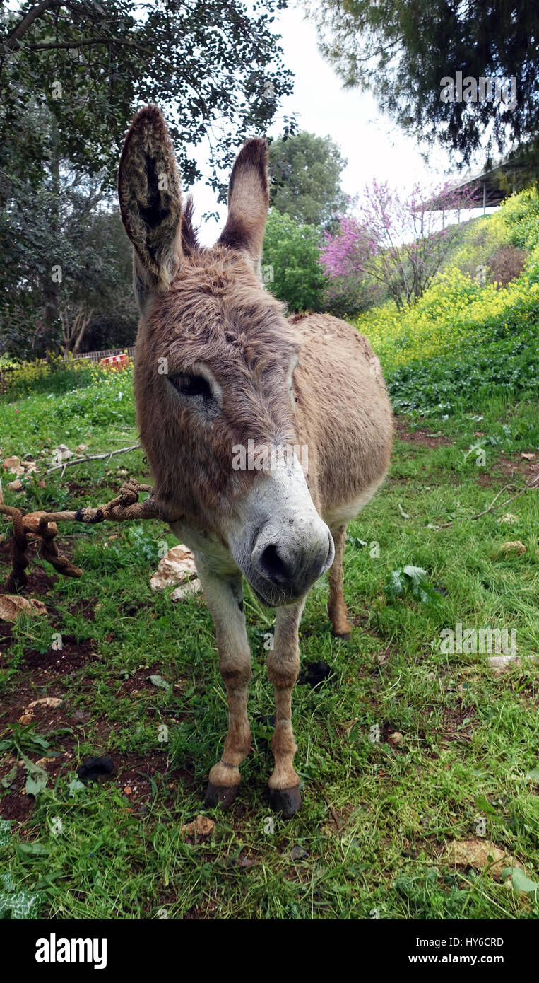 Donkey on a kibbutz Galilee Israel Stock Photo - Alamy