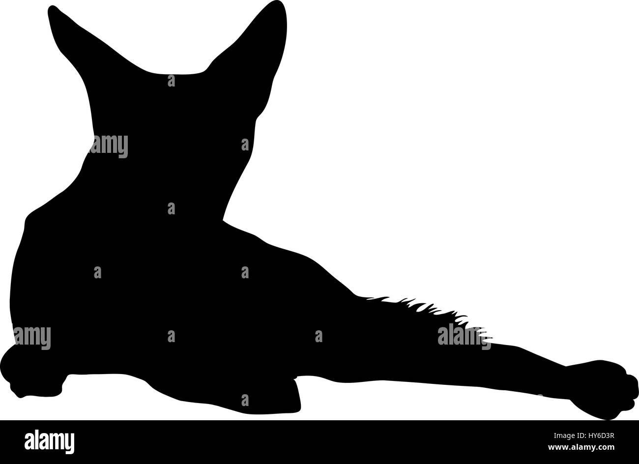 Black backed jackal and person hi-res stock photography and images - Alamy