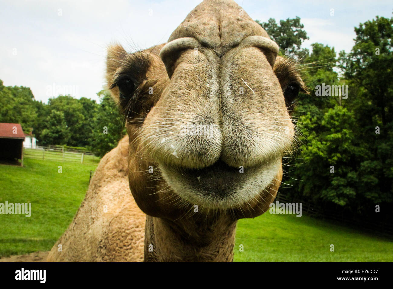 Arabian camel eyelashes hi-res stock photography and images - Alamy