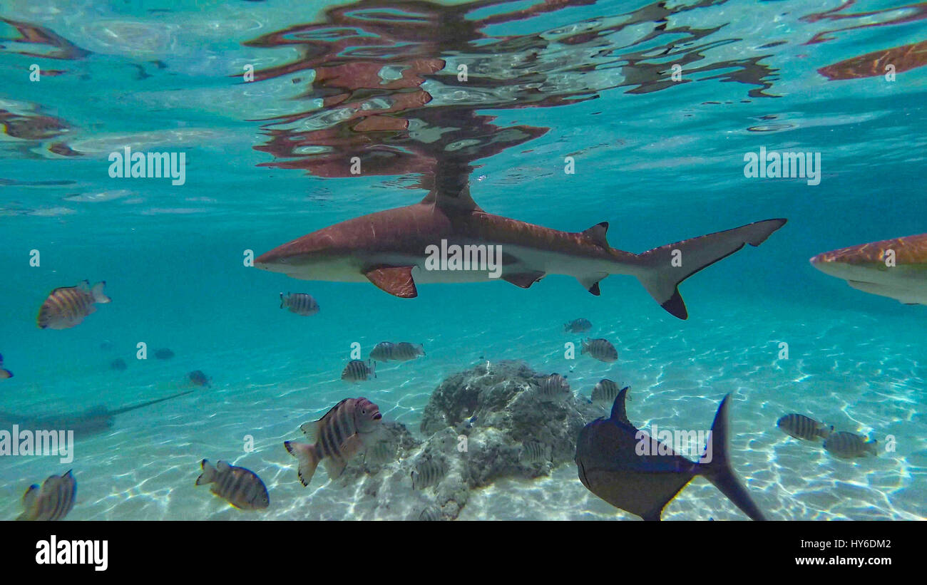 Swimming with sharks moorea hi-res stock photography and images - Alamy