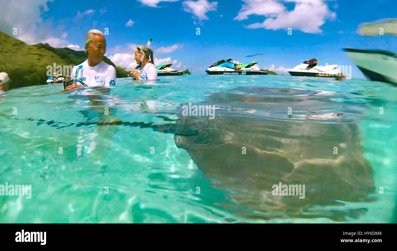 Swimming with sharks moorea hi-res stock photography and images - Alamy