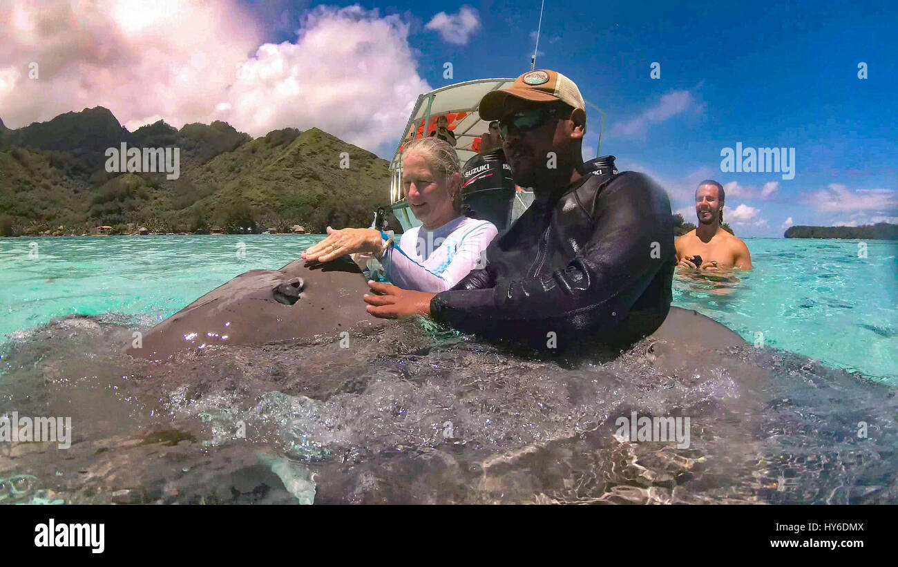 Stingrays moorea hi-res stock photography and images - Alamy