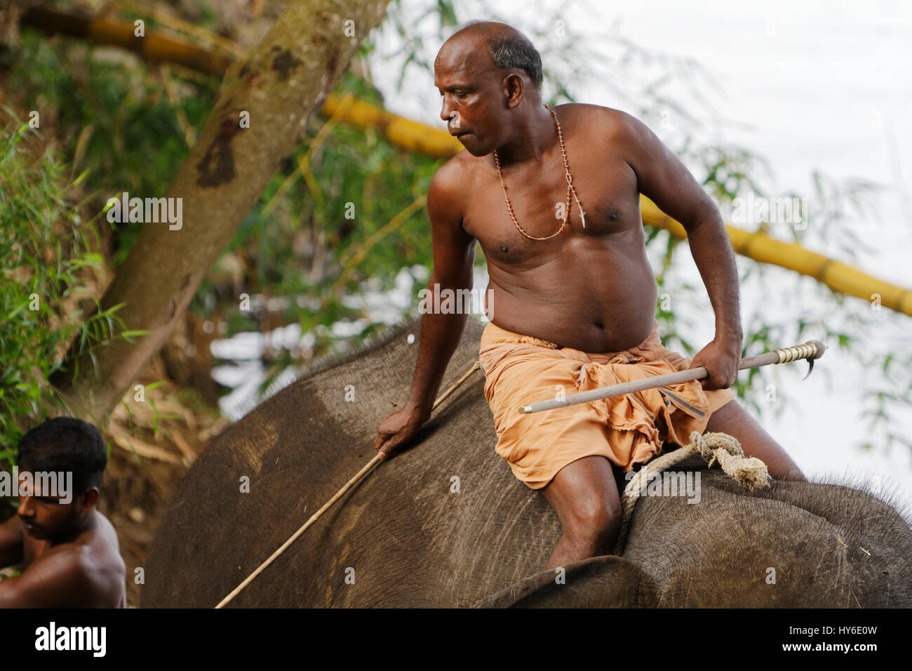 Indian man sitting on elephant hi-res stock photography and images - Alamy