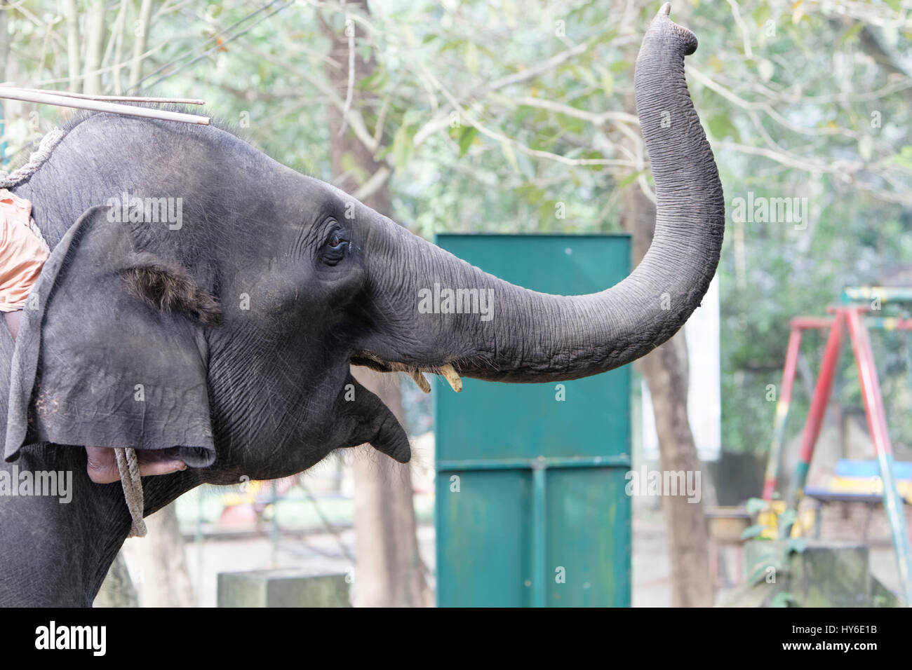 Kerala elephant hi-res stock photography and images - Alamy